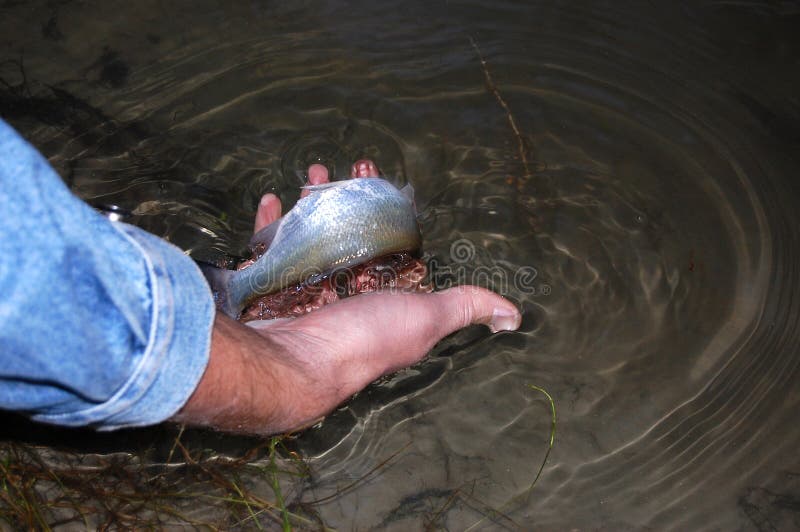 Fisherman and fish stock image. Image of fishing, business - 45834451
