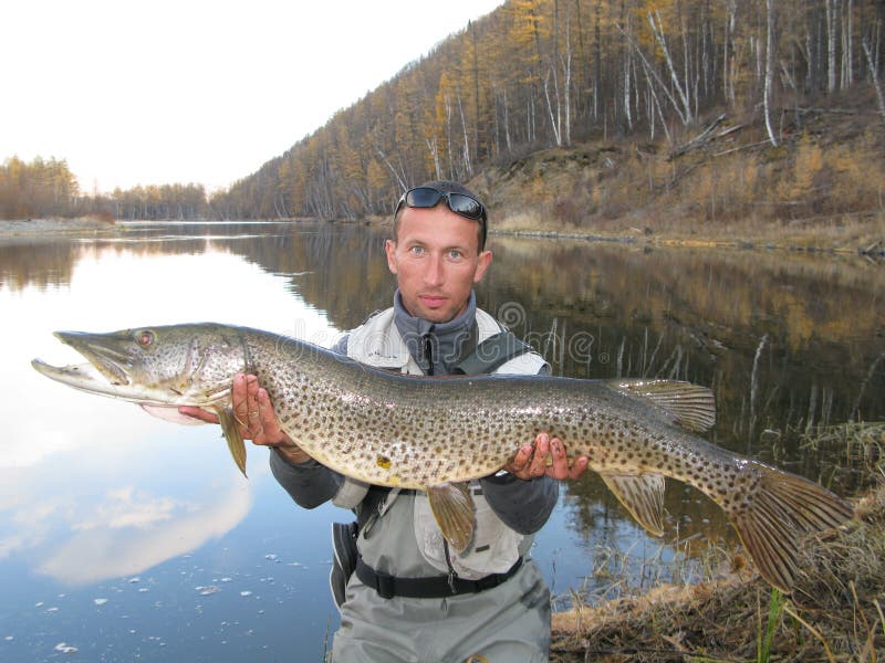 Fisherman with giant pike stock photo. Image of head, lure - 8331418