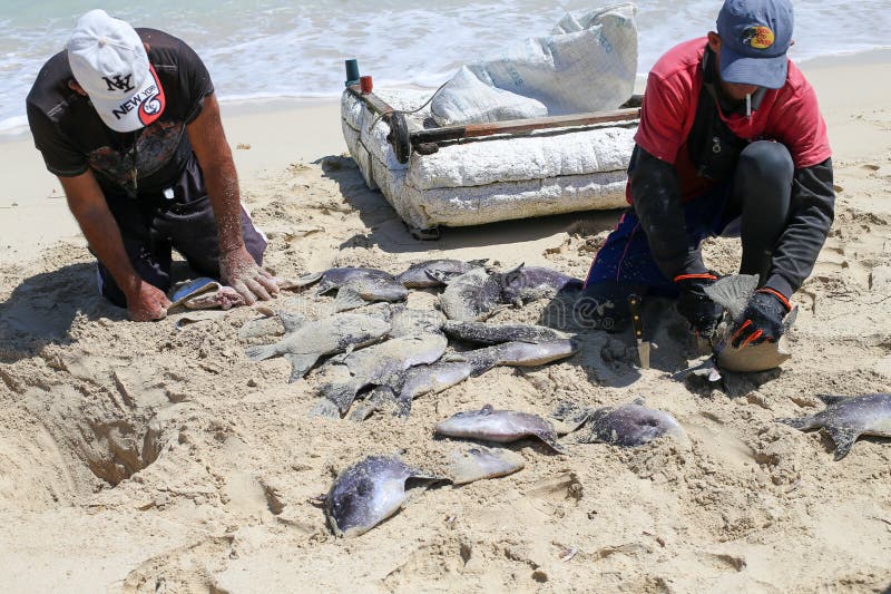 A Fisherman Guts a Freshly Caught Fish on a Cuban Beach 04 28 2022 ...