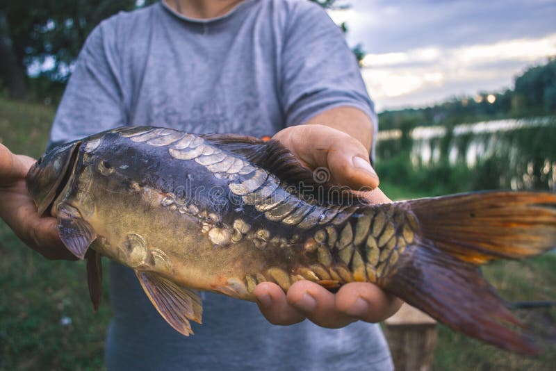 The Fisherman is Holding a Catch - a Large Carp. Stock Image - Image of ...