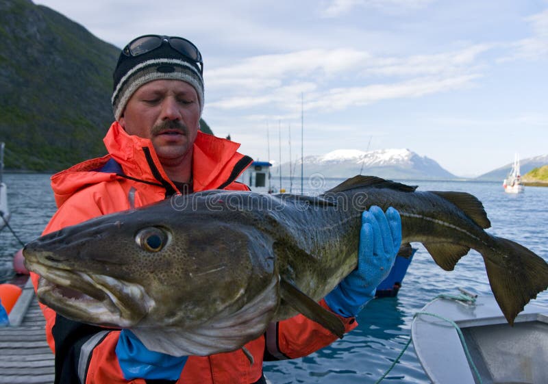 Fisherman holding Cod stock image. Image of hobby, norway - 10117805