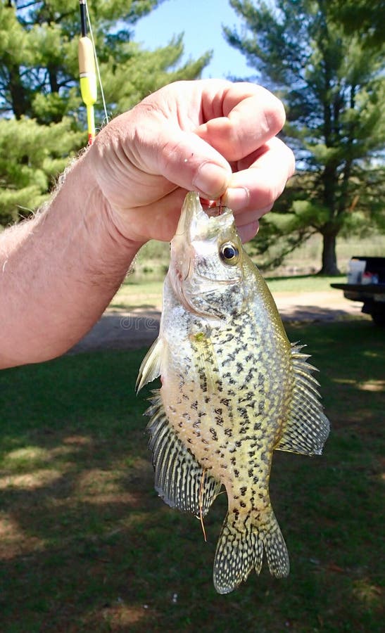 Fisherman Holding A Crappie Closeup Stock Image - Image of crappie ...