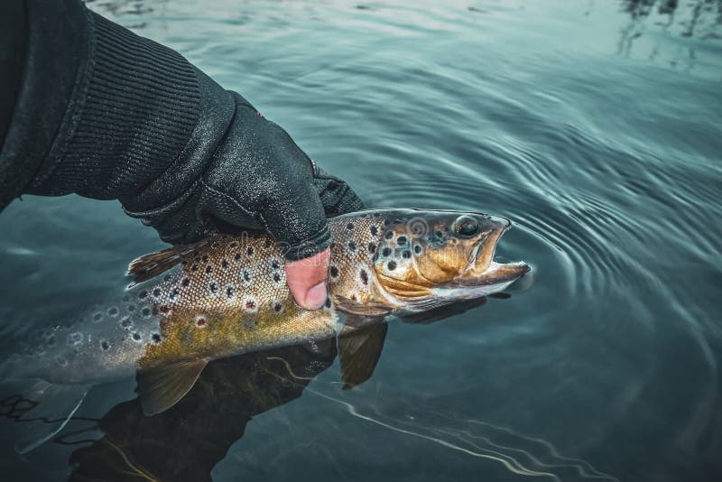 Fisherman Holding Trout in His Hand Stock Image - Image of lake, hobby ...