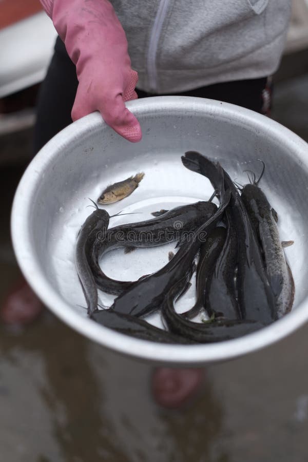 A Cup with a Catch of Fresh Fish Stock Image - Image of sale, holds ...