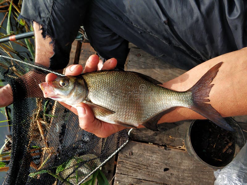 The Fisherman Holds in His Hand a Fish that Has Just Been Pulled Out of ...