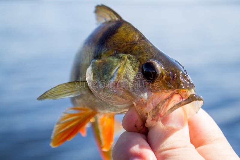 The Fisherman Holds a Perch in His Hand Stock Image - Image of ...