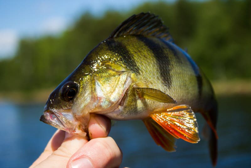 The Fisherman Holds a Perch in His Hand Stock Image - Image of spinning ...