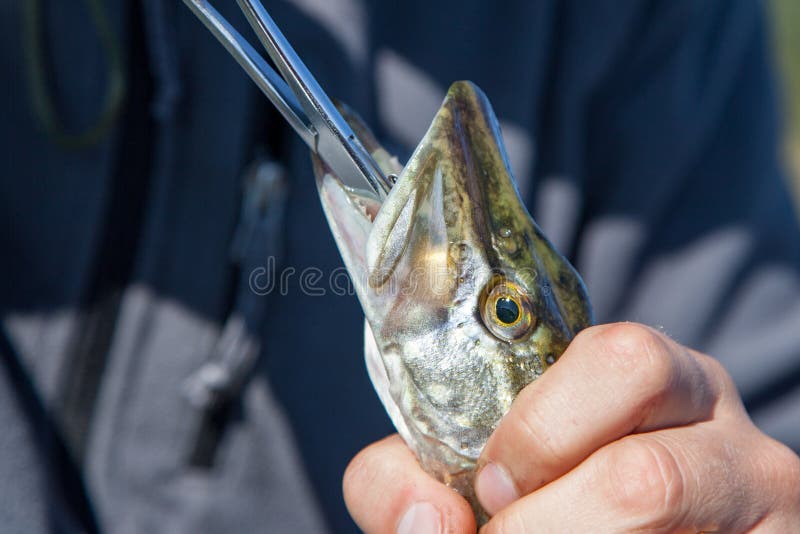 A caught pike stock photo. Image of fresh, hand, fishing - 103448670