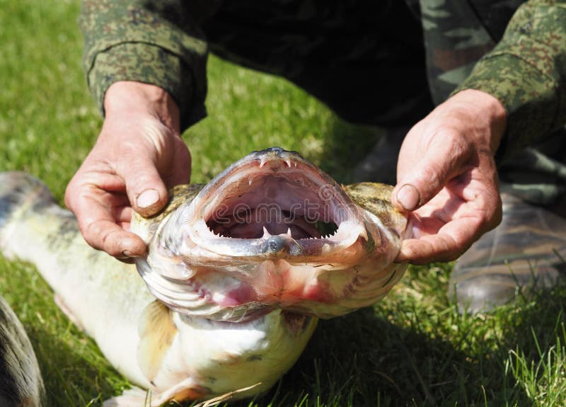 A Fisherman Holds a River Fish Pike Perch by the Head, with an Open ...