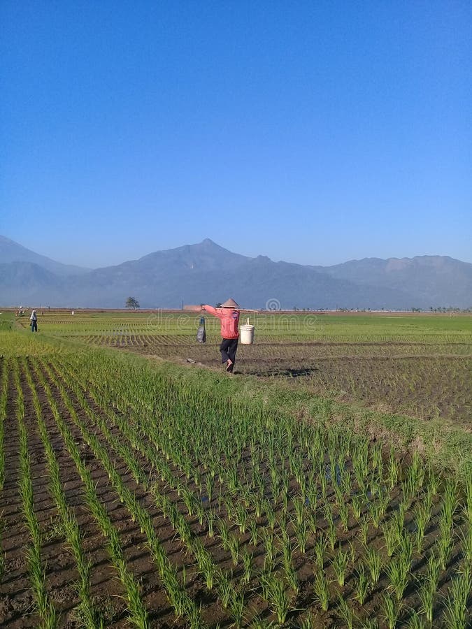 Fisherman in Lake Rawa Pening is Beautiful Stock Photo - Image of lake ...
