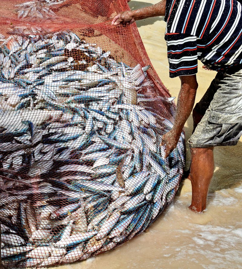Fisherman Lifting Heavy Net with Fish. Stock Image - Image of industry ...
