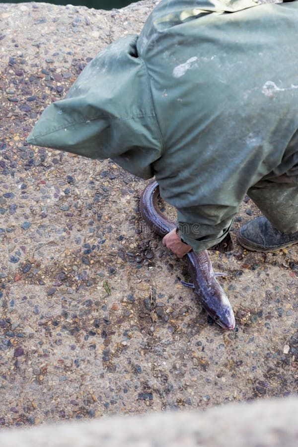Fisherman Lifting Heavy Net with Fish. Stock Image - Image of industry ...