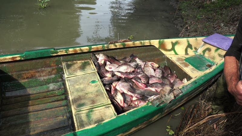 Fresh Caught Lake Fish in a Boat Ready for Transportation 4K Stock ...