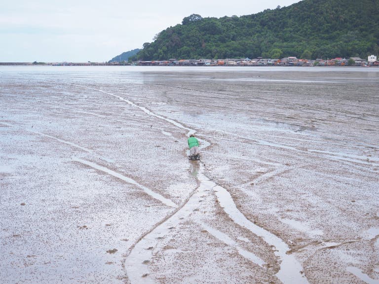 Fisherman Looking for Shellfish on Mud at Low Tide Editorial Photo ...