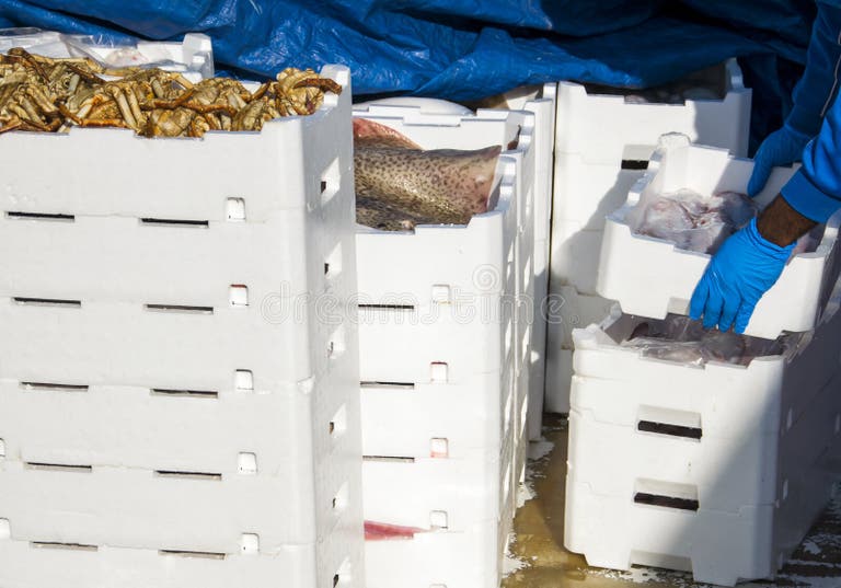 Fisherman Making Stack of Crates Full of Freshly Caught Fish Stock ...