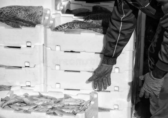Fisherman Making Stack of Crates Full of Freshly Caught Fish. Stock ...