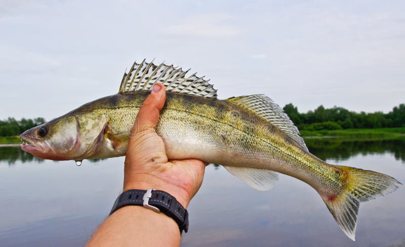 Fisherman with perch fish stock photo. Image of sport - 25455950