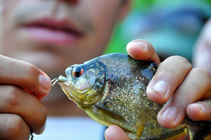 Fisherman and a piranha stock image. Image of tropical - 21518015