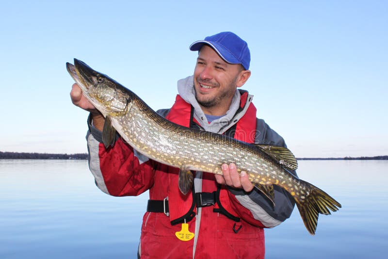 Fisherman Poses with Northern Pike Fish Stock Photo - Image of fall ...