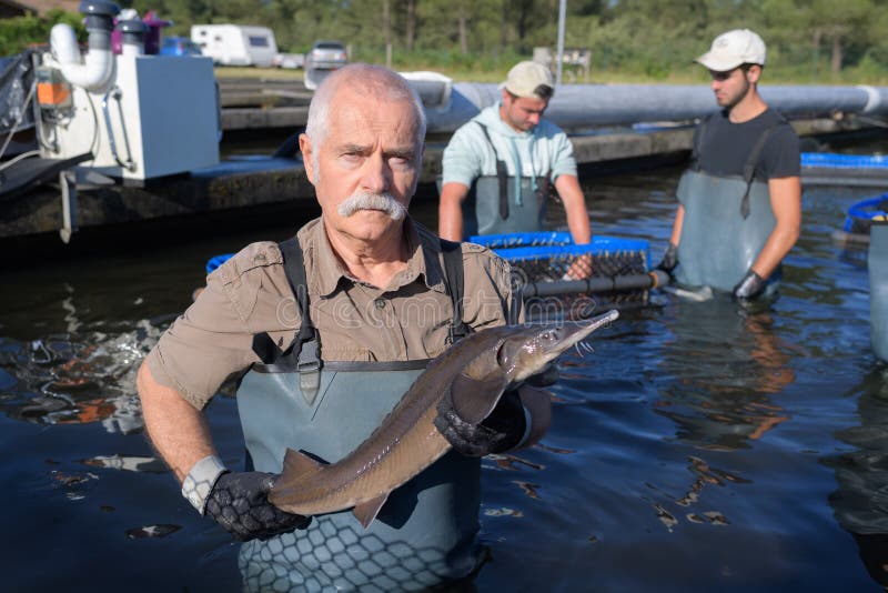 Fisherman Posing Holding Fish Stock Photo - Image of breeding, farmed ...