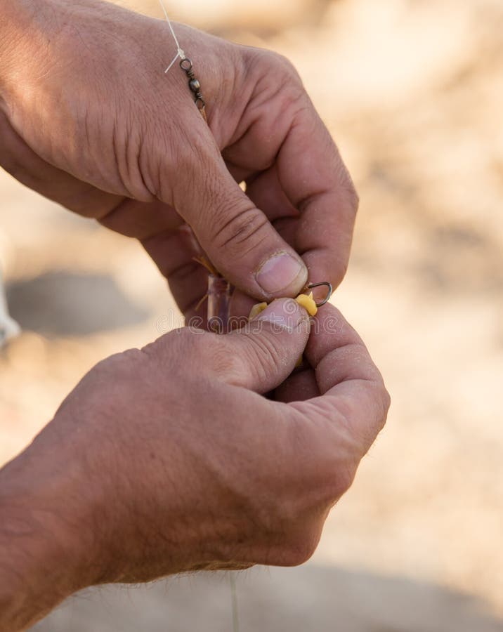 The Fisherman Puts the Corn on the Hook Stock Photo - Image of coast ...