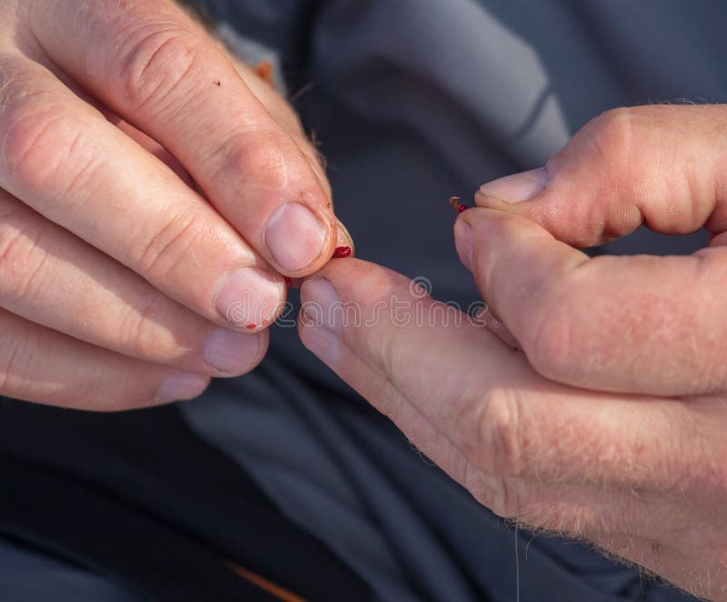 Fisherman Puts a Red Worm on the Hook Stock Image - Image of lake ...