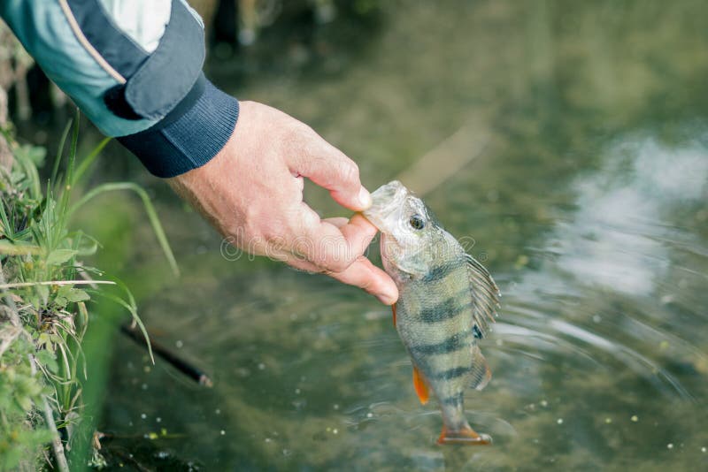 Fisherman Releases the Fish Caught in the Lake or River Stock Image ...