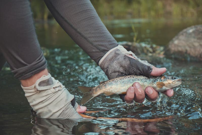 A Fisherman Releases a Small Trout into the Stream Stock Image - Image ...