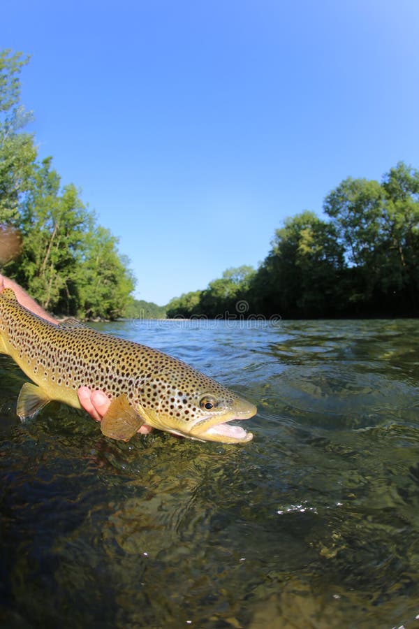 Fisherman Releasing Back Trout Stock Image - Image of sport, outside ...