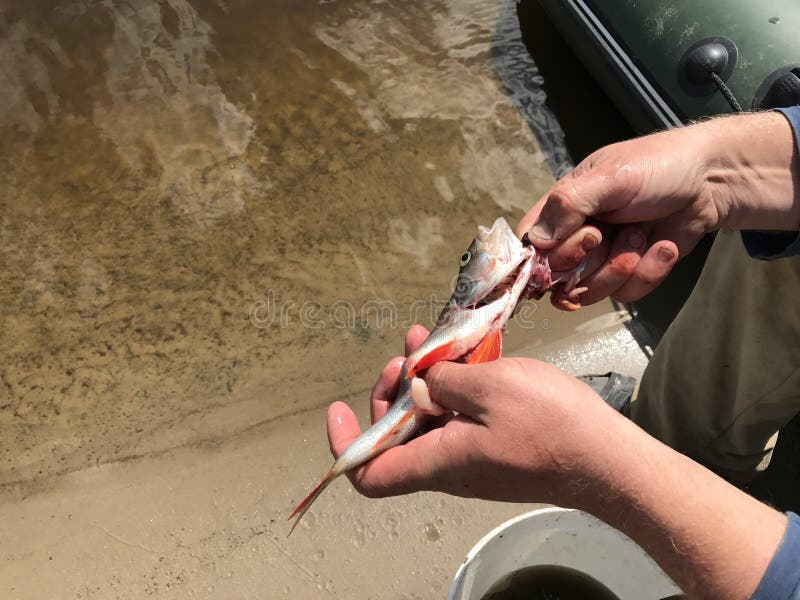 The Fisherman on the River Bank is Cleaning the Fish To Make it. Stock ...
