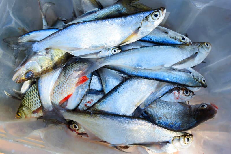 Summer Fishing. River Fish of Different Types in a Plastic Container ...