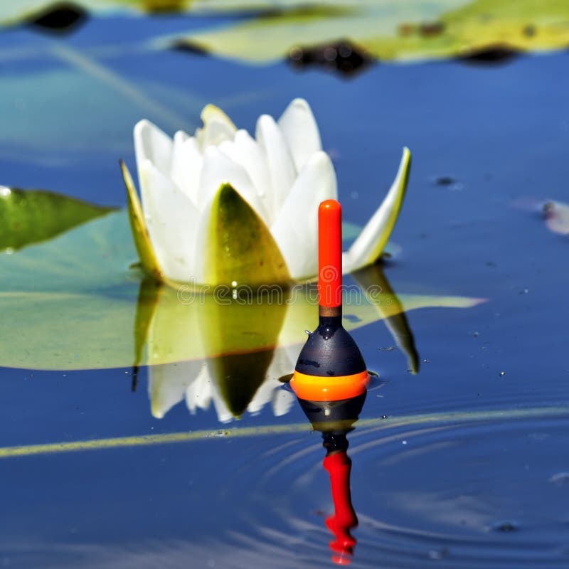 Fisherman S Float in the Lake among White Water Lilies Stock Photo ...