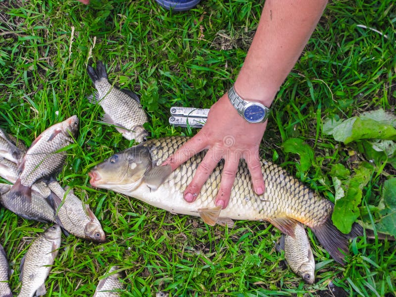 The Fisherman S Hand Holds Live Carp from the Catch on the Green Grass ...