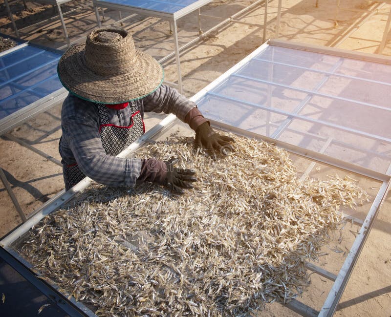 Fisherman`s Hand with Small Fish or Sun-dried Fish Stock Photo - Image ...
