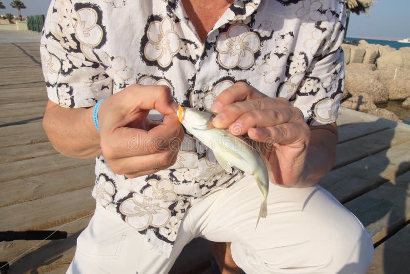 Fisherman S Hands with a Catching Fish Stock Photo - Image of ...