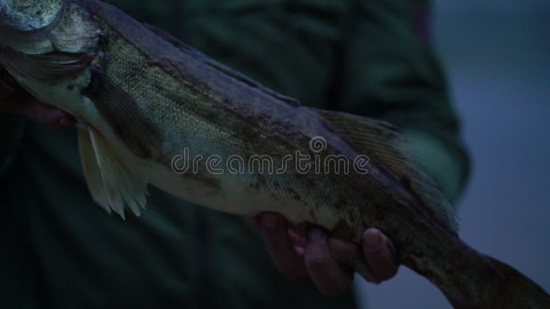 The Fisherman Shows the Caught Zander Fish To the Camera Stock Video ...