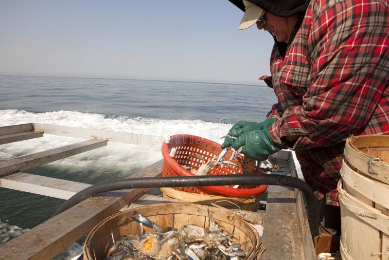 A Fisherman Sorting Out Crabs Editorial Photo - Image of chesapeake ...