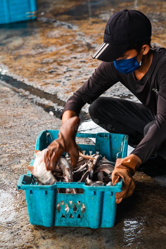 Fisherman Sorting Out the Fish Catch in the Containers Editorial ...