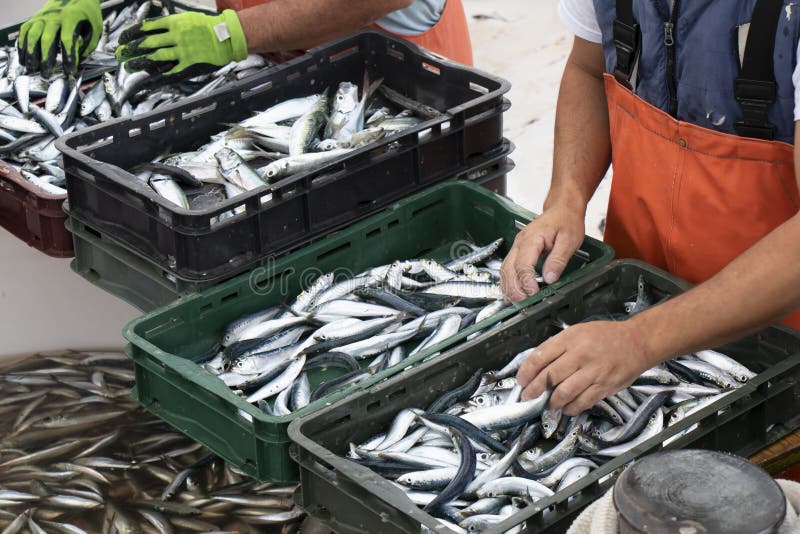 Fisherman Sorting Out the Fish Catch Editorial Photography - Image of ...