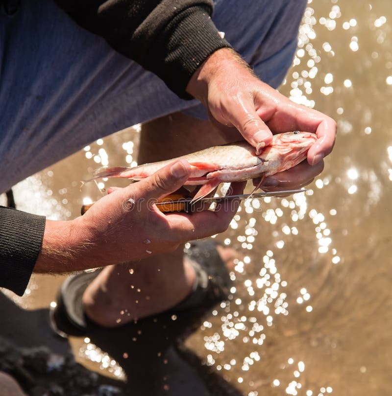 Fisherman To Clean a Fish with a Knife on the River Stock Photo - Image ...