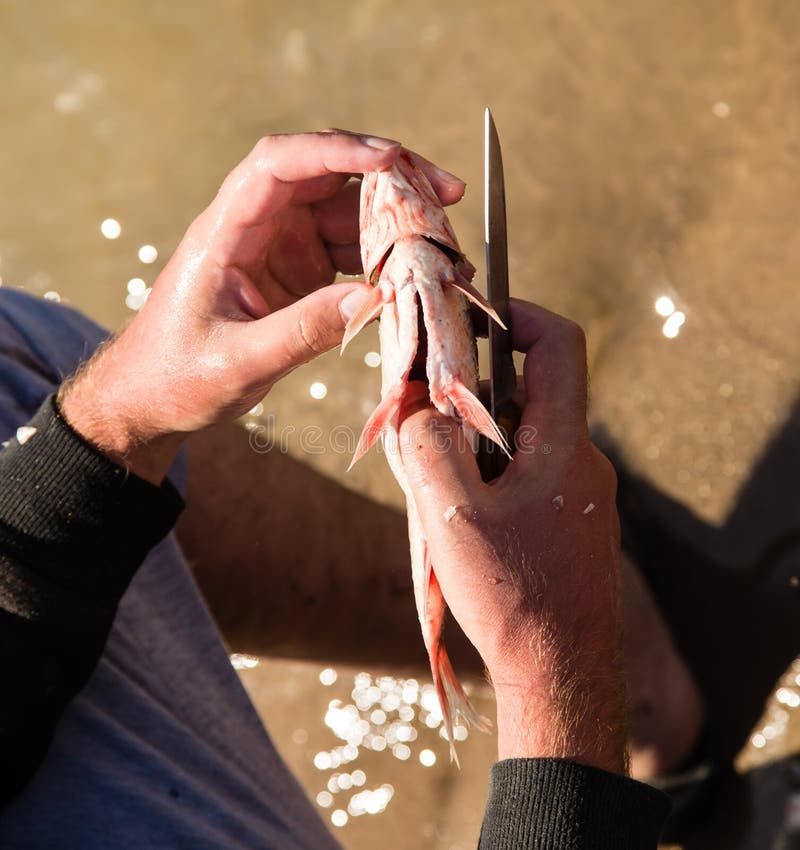 Fisherman To Clean a Fish with a Knife on the River Stock Image - Image ...