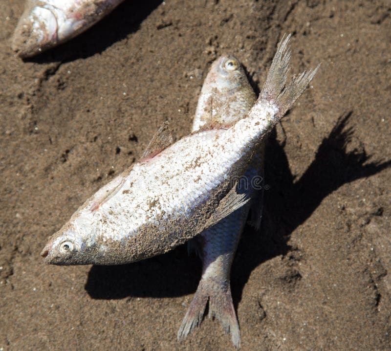 Fisherman To Clean a Fish with a Knife on the River Stock Image - Image ...