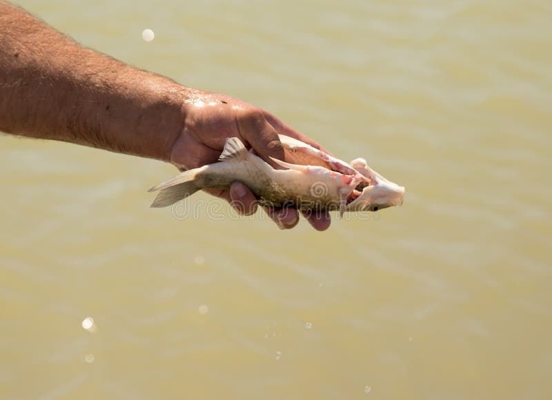Fisherman To Clean a Fish with a Knife on the River Stock Photo - Image ...