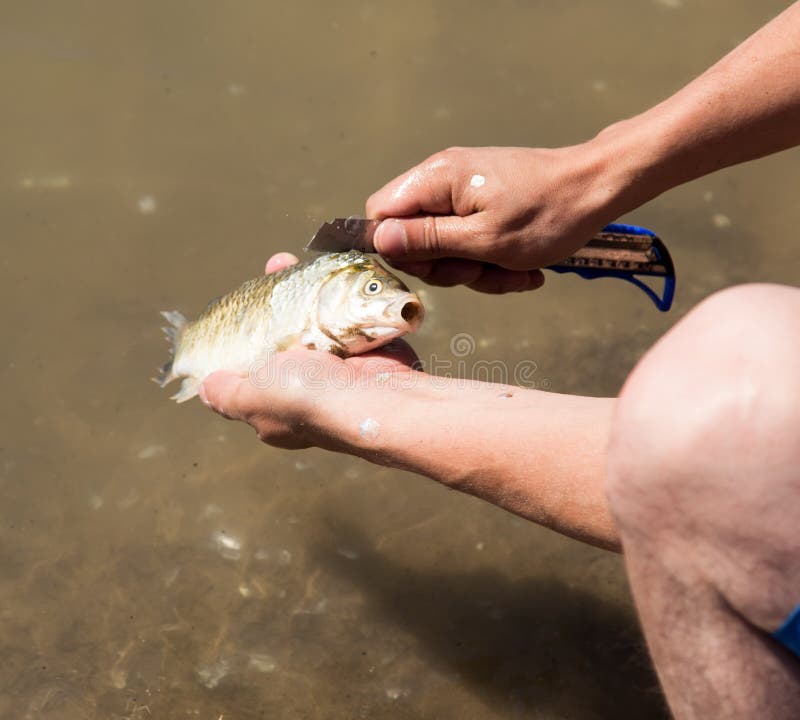 Fisherman To Clean a Fish with a Knife on the River Stock Photo - Image ...