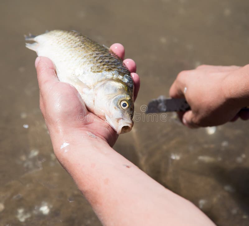 Fisherman To Clean a Fish with a Knife on the River Stock Image - Image ...