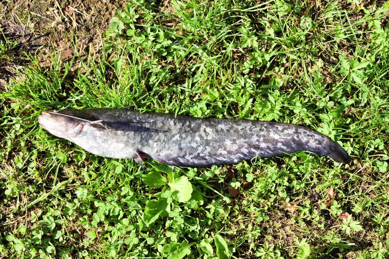 Fisherman Trophy- Freshwater Catfish on the Grass Stock Photo - Image ...