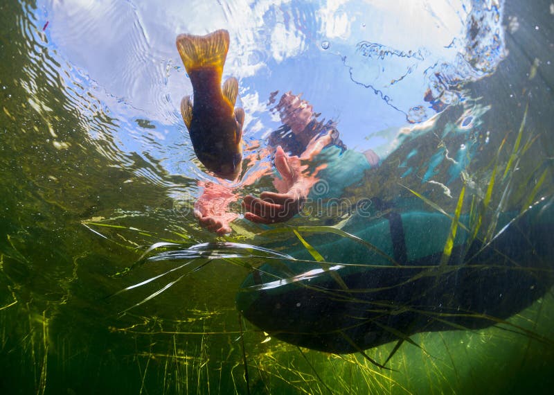 Fisherman stock photo. Image of catch, reed, freshwater - 45650304