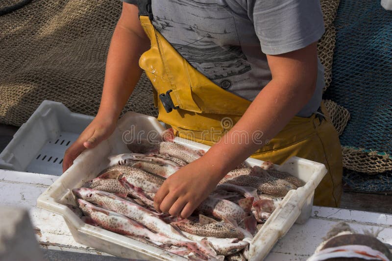 Fresh Cod on a Fork Ready To Eat Stock Photo - Image of beans, green ...