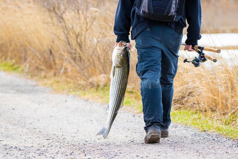 Fisherman Walking with Huge Fish Caught and Two Rods Stock Photo ...