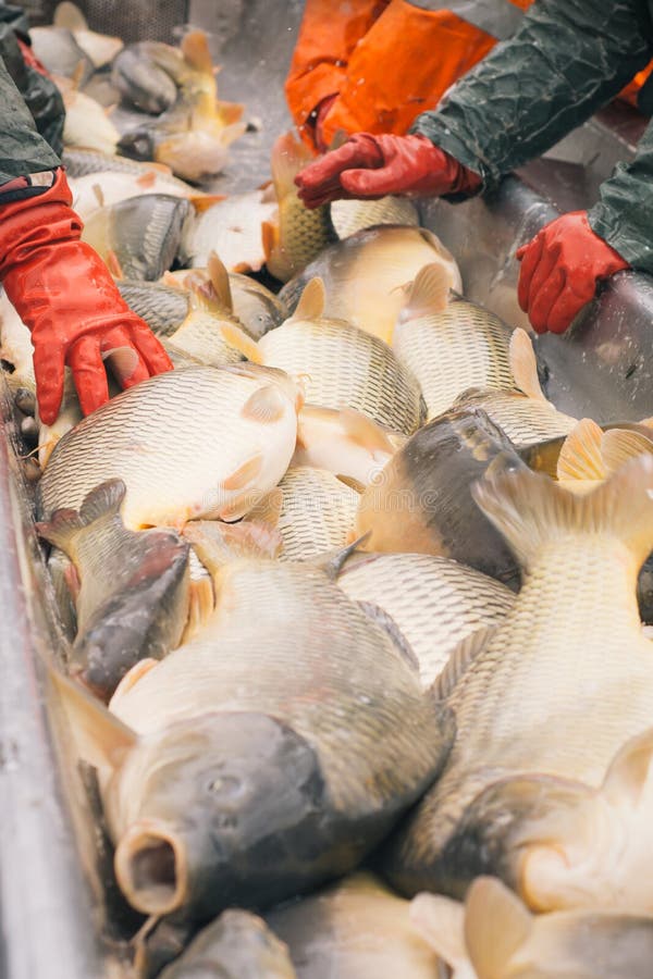 Fisherman at Work/Fishing Industry Stock Image - Image of farm, carps ...